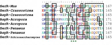 Amino Acid Sequence Alignment Around The Triple Serine Loop Region The
