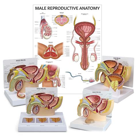 Male Reproductive System Anatomy And Pathology Collection Testis