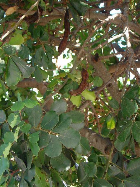Carob Tree Identification At Kathryn Pauling Blog