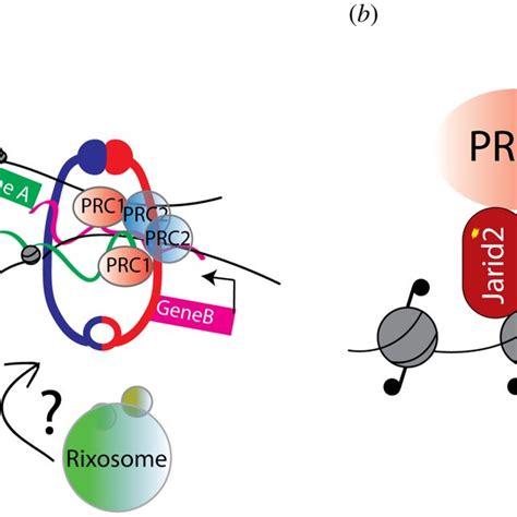 Rna Sustains Polycomb Complexes Functions Rna Can Facilitate Prc1 2 Download Scientific