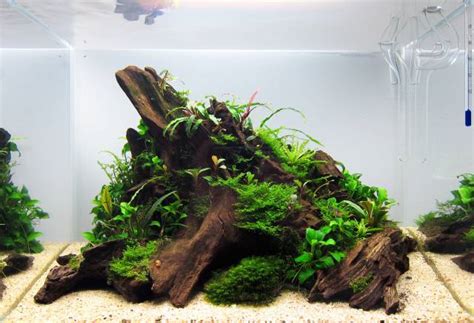 Biotope Aquascaping Aquasabi Aquasabi Aquascaping Shop