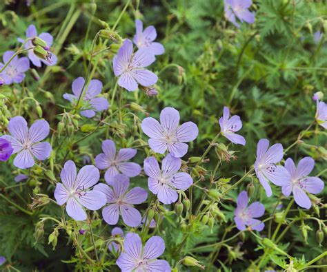 Best Hardy Geranium Varieties 15 Classic Cranesbills