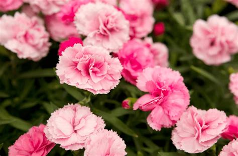 Dianthus Flower Essential Care Tips For Healthy Colorful Plants