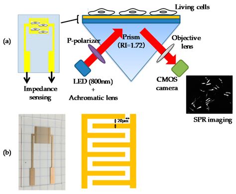 Development Of Spr Imaging Impedance Sensor For Multi Parametric Living