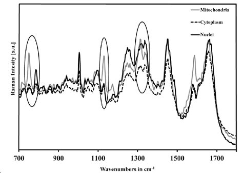 Predominant Bands In Raman Spectra Of Mitochondria Gray Line