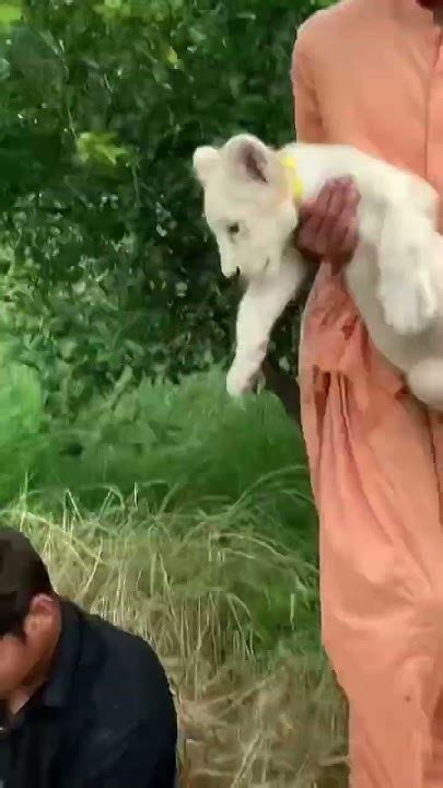 Angry Lion Cub Shorts Angry Lion Cubs Roaring Lion Roar Hashir Vlog