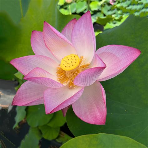Pink Lotus Flower Wallpaper