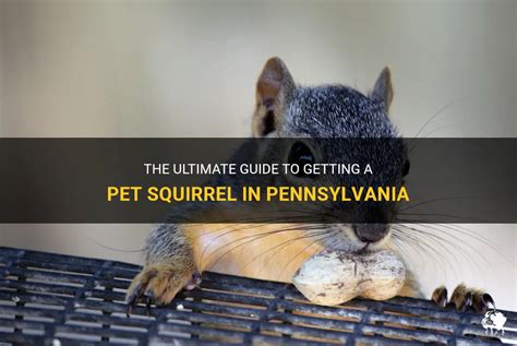 The Ultimate Guide To Getting A Pet Squirrel In Pennsylvania | PetShun