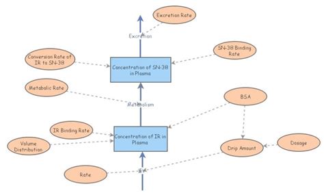 Final Irinotecan Model Insight Maker