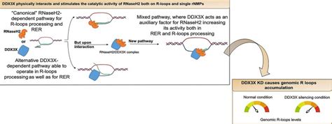 Synergistic Action Of Human Rnaseh2 And The Rna Helicase Nuclease Ddx3x