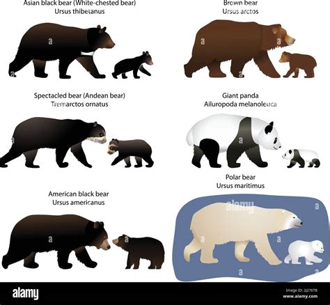 How Many Types Of Panda Bears Are There