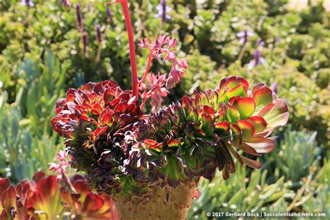 Plant Porn From The 2017 Succulent Extravaganza