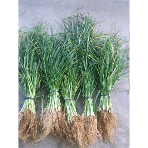 Paragis Whole Grass Approx 300g Shopee Philippines