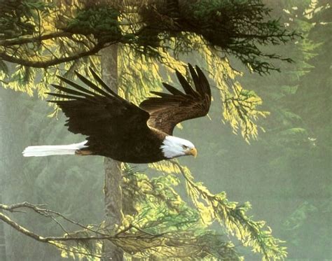 Top 16 Grassland Facts Animals Plants Climate And More