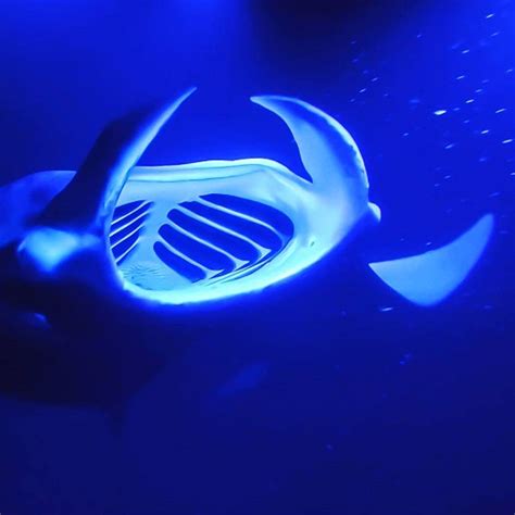 The Magnificant Manta Ray Sea Paradise