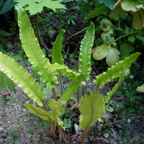 Asplenium Scolopendrium Cristatum Tongvaren Bloemenpark Appeltern