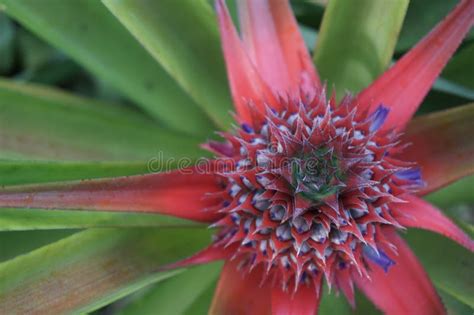 Pineapple Bud Stock Image Image Of Plant Colourful 277222383