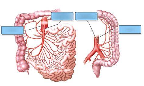 Distribution Of Superior Mesenteric Artery And Inferior Mesenteric