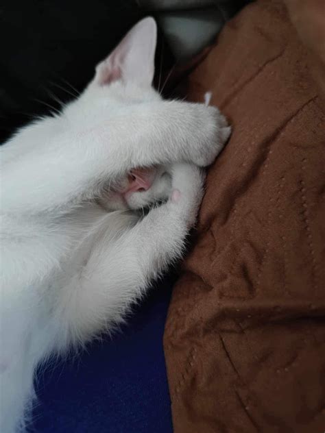 Sakit Ng Ulo Ko Kulang Sa Kiss Rcatsofrph