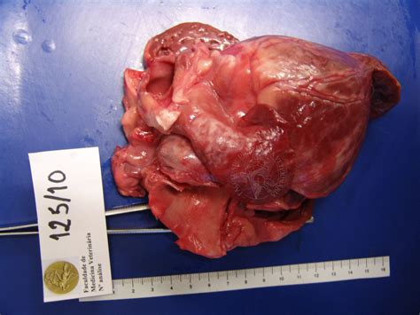 Chemodectoma Of The Aortic Body Dog
