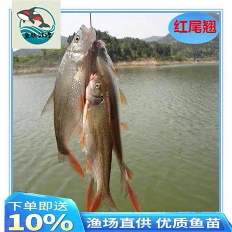 路亚翘嘴红鲌活体翘嘴红尾苗米翘特种鱼食肉性鱼包邮包活到手 1000条红尾翘1 2cm【图片 价格 品牌 报价】 京东