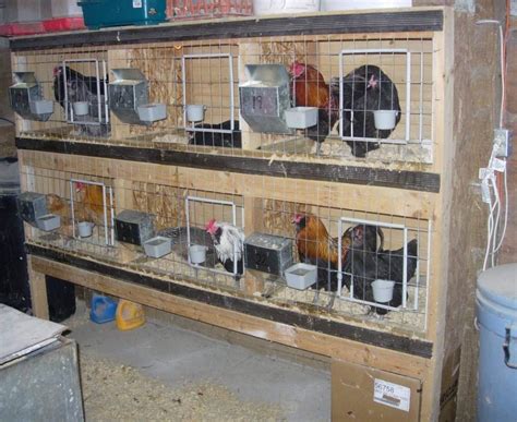 Breeding Pens Poultry Breeding Pens Chicken Cages Chicken Barn