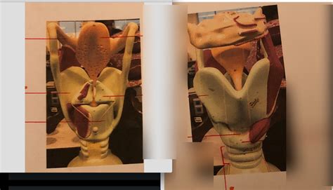 Trachea Model Diagram Quizlet