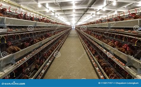 Layer Farm Housing Egg Hatchery Or Chicken Eggs Stock Image Image Of Layer Cycle 115017197