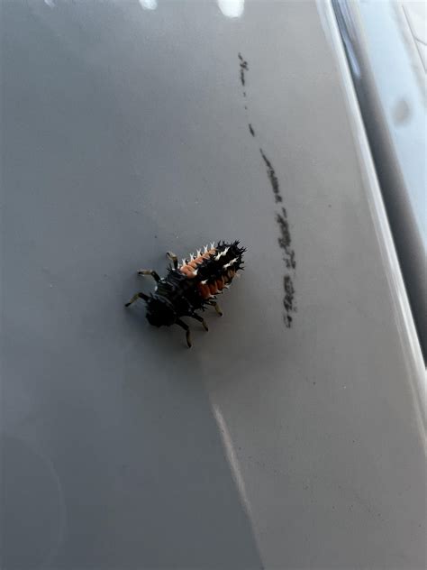 Cutie R Whatsthisbug