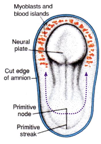 Embryo Exam 2 Lecom Flashcards Quizlet