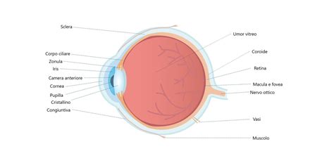 Neo Occhio Diagnosi E Trattamento Blog Di Clinica Baviera Italia