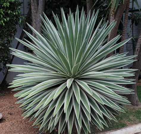 Agave Agave Steckbrief Agave Pflegetipps Und Informationen Lwilex