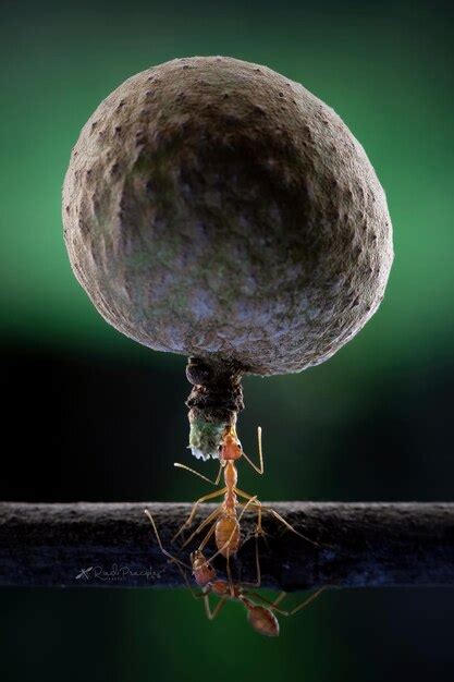 Premium Photo A Ant And Fruit