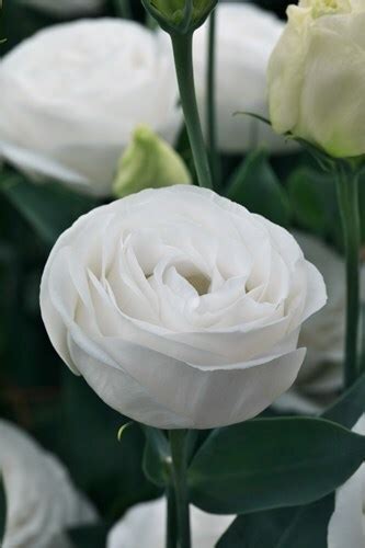 Takii Es Cupid F1 3 White