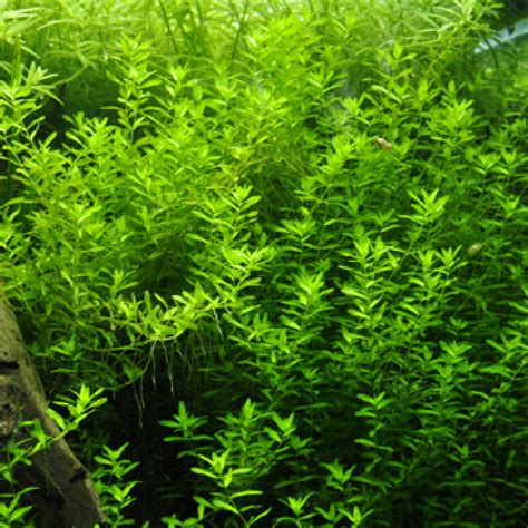 Shop The Best Pearl Grass Aquarium Plant For Aquascaping Hemianthus