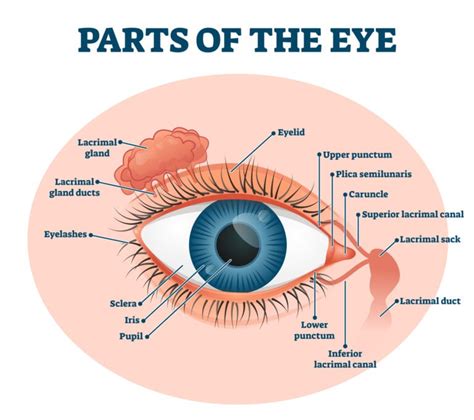 Optic Chiasm Structure Function And Pathology