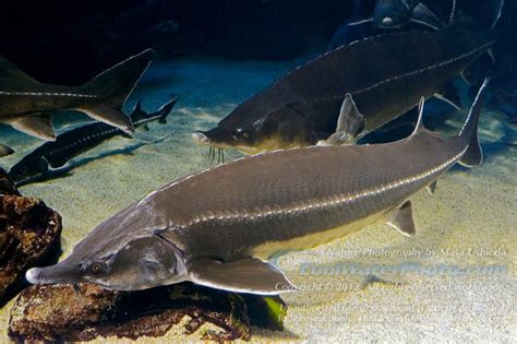 What Kind Of Fish Live In The Caspian Sea Elkz