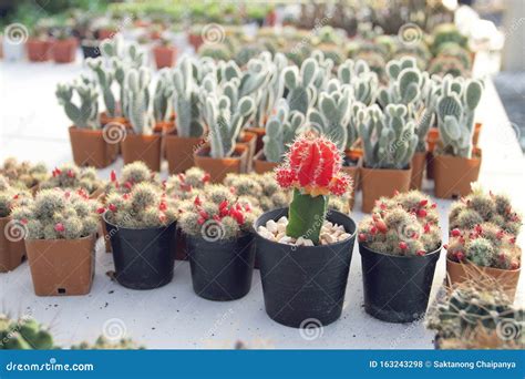 Small Cactus In The Pot Cute Small Cactus In Various Forms Of Pots