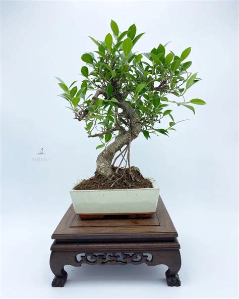 Willow Leaf Fig Care Advanced Growing Tactics Revealed