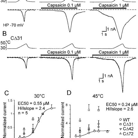 C Terminal Truncations Of Vanilloid Receptor Trpv1 A Schematic