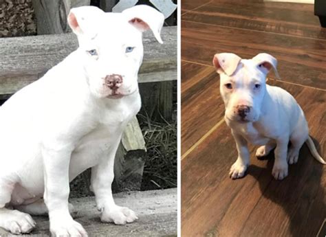 White Pitbull With Blue Eyes