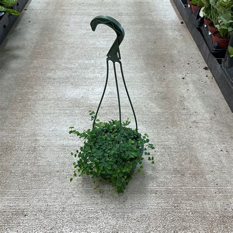 Ficus Quercifolia 6 Hb String Of Frogs Kent East Hill Nursery