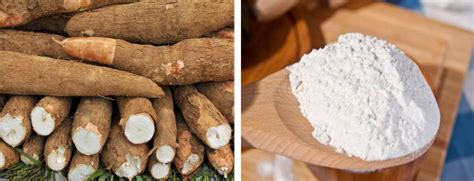 What Is Cassava Starch How Is Cassava Starch Made From Cassava