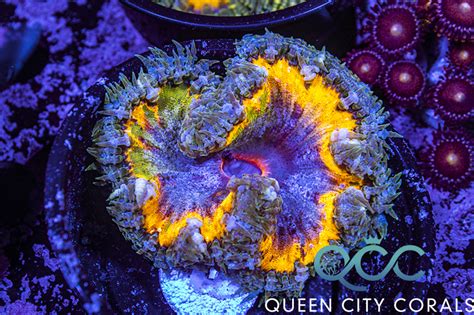Ultra Rock Flower Anemone Wysiwyg Queen City Corals