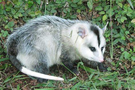 Cassaco Tudo Sobre O Gambá De Orelha Branca E Sua História Fascinante