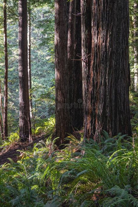 A Large Tree With A Lot Of Leaves And A Trunk Stock Image Image Of
