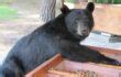 Do Bears Really Love Honey The Fact Site