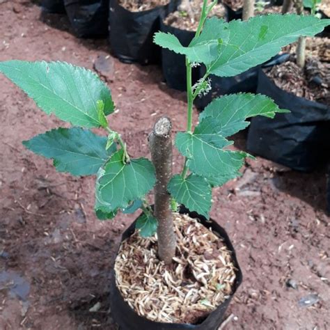 Tanaman Buah Murberry Murbey Mulberry Murbei Lazada Indonesia