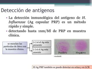 Haemophilus Y Bacterias Relacionadas Pptx