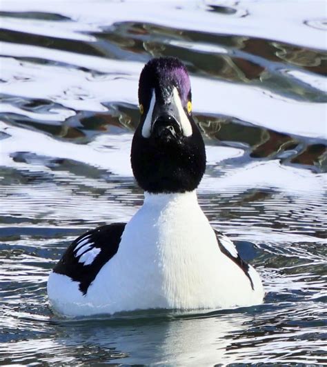 Bird Facing Forward Rbirdsfacingforward